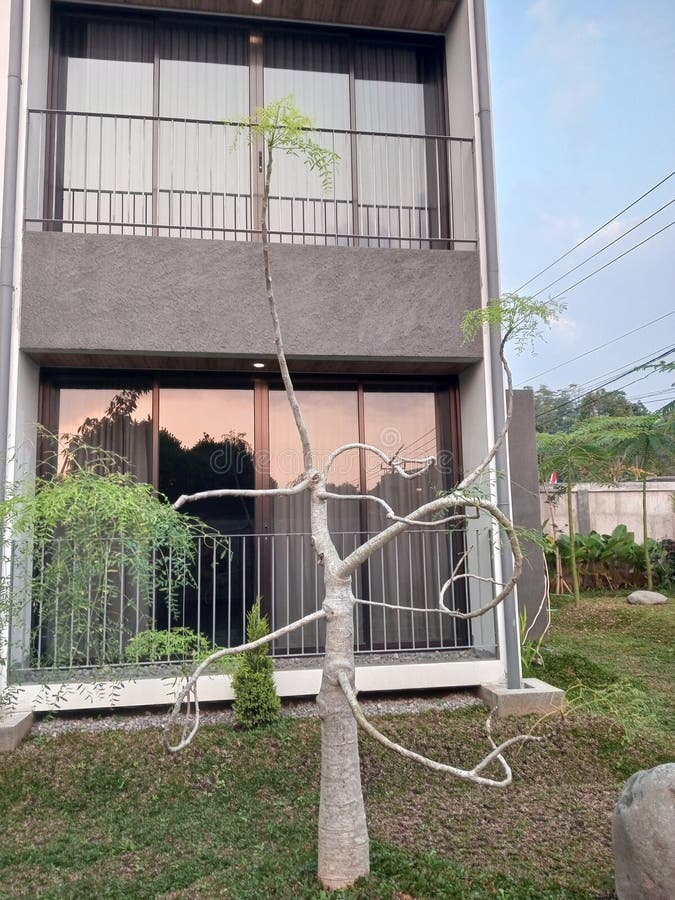 African Moringa Tree Just Sprouting Leaves Stock Photo - Image of ...