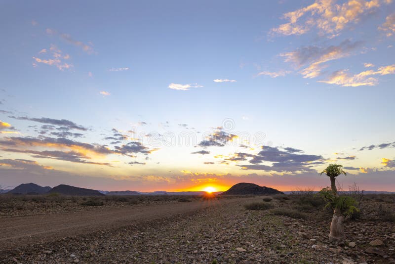 African Moringa Tree Next To the Dirt Road at Sunset Stock Image ...