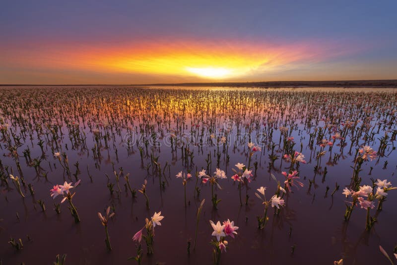 African Moringa Tree Next To the Dirt Road at Sunset Stock Image ...