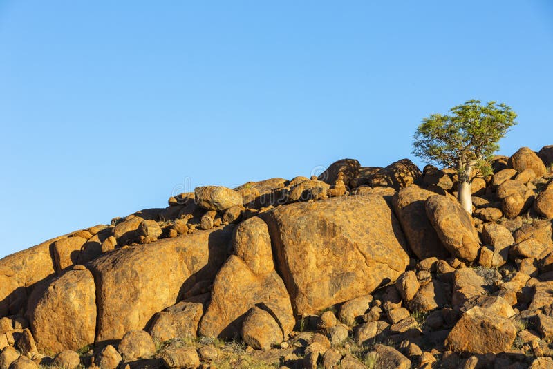 African Moringa Tree between the Rocks Stock Photo - Image of mountain ...