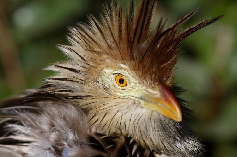 African Mouse Bird stock photo. Image of bird, wildlife - 1608350