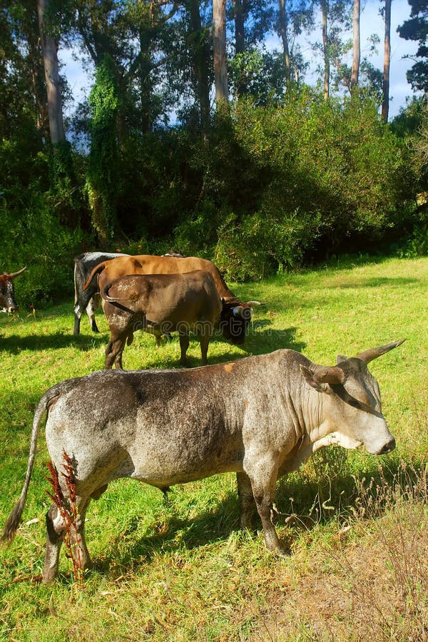 African Nguni Bulls on Pasture Stock Image - Image of cattle, horn ...