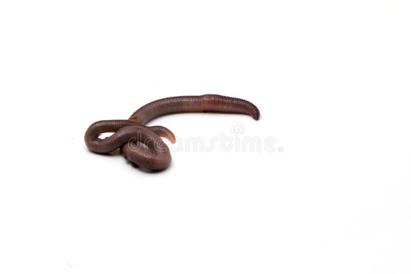 African Night Crawler, Earthworms Isolated On White Background Stock ...