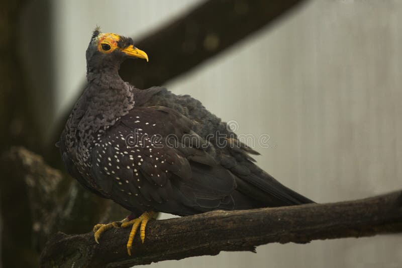 African Olive Pigeon (Columba Arquatrix). Stock Photo - Image of branch ...