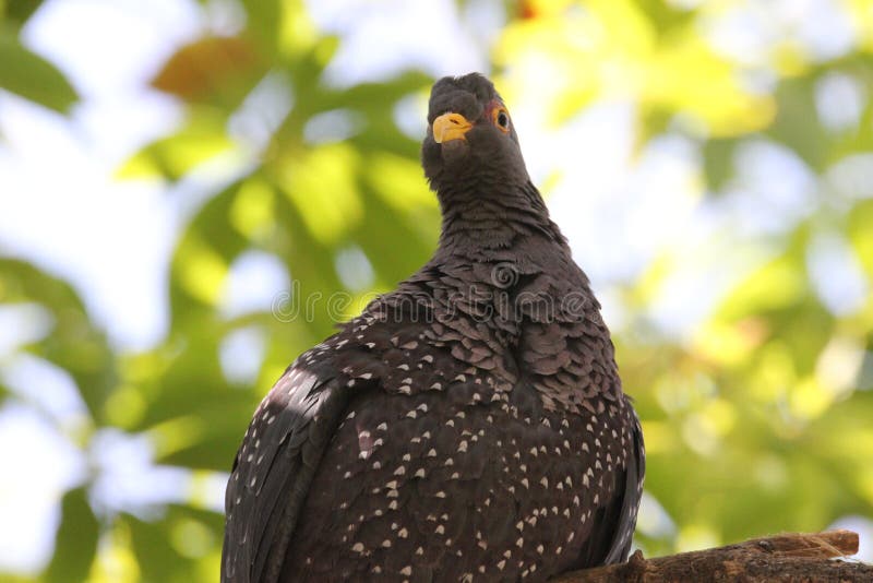 African olive pigeon stock photo. Image of africa, wildlife - 75609866
