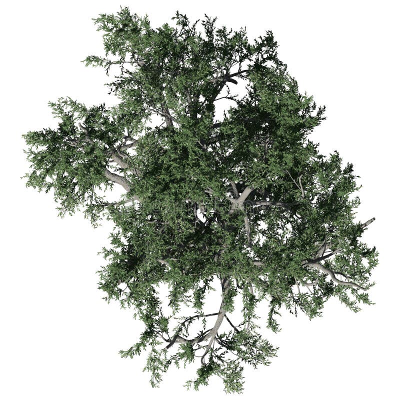 African Olive Tree Top View Isolated on White Bacground Stock Image ...