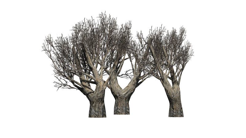African Olive Trees in the Winter on White Background Stock ...