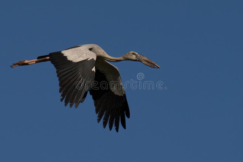 African Open-Billed Stork Flying in Sky Stock Photo - Image of perching ...