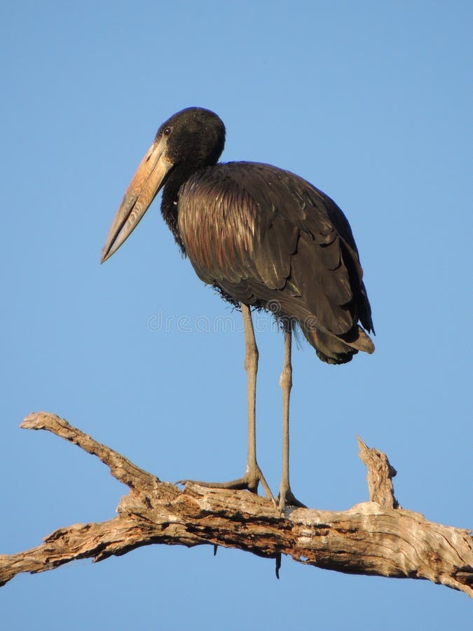 African Openbill stock image. Image of bird, south, black - 13540379