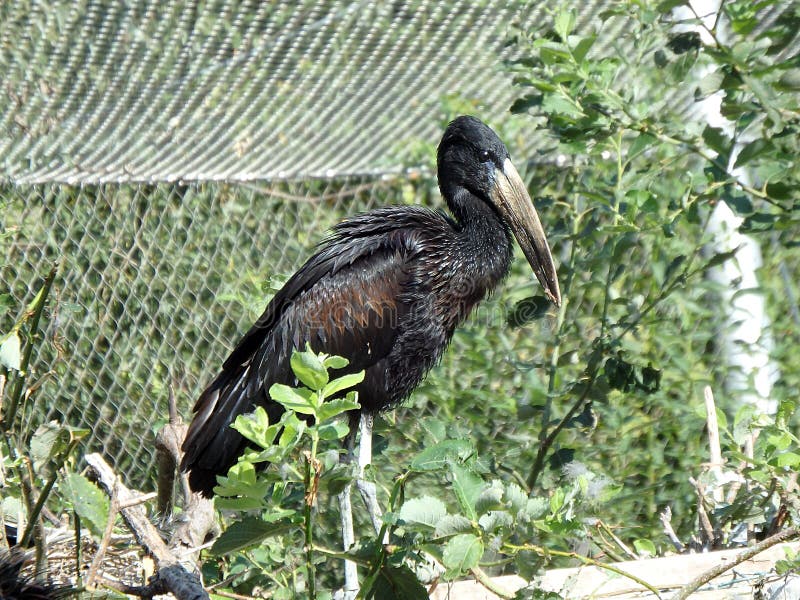 African Openbill Anastomus Lamelligerus Stock Image - Image of botswana ...