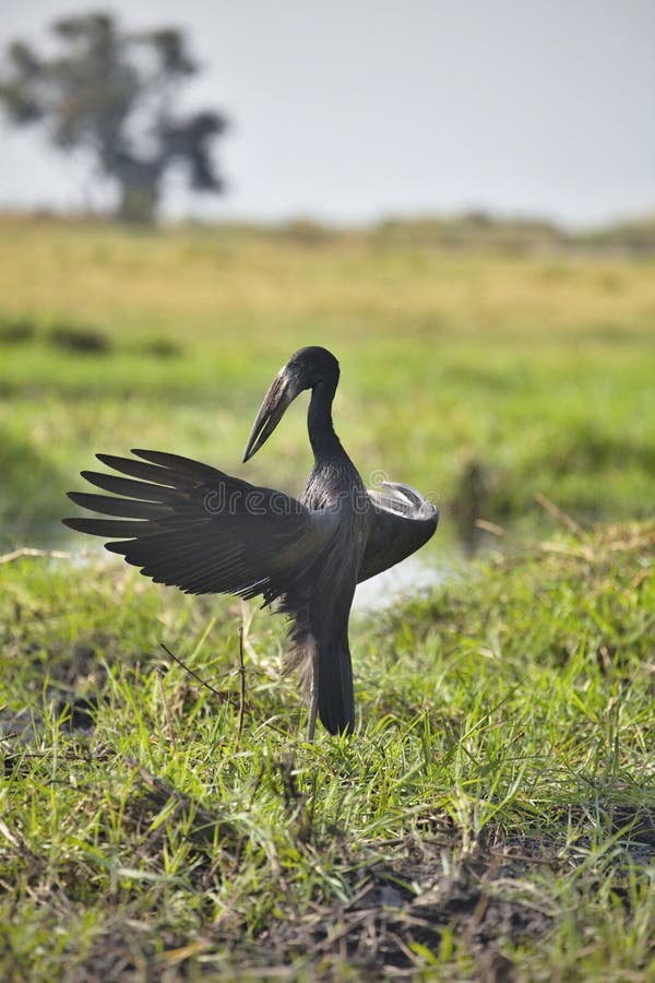 African Openbill, Anastomus Lamelligerus, Have a Typical Beak Stock ...