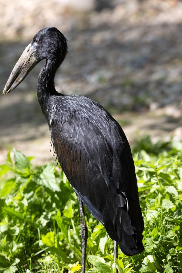 Anastomus Lamelligerus, African Openbill, in Chobe National Park ...