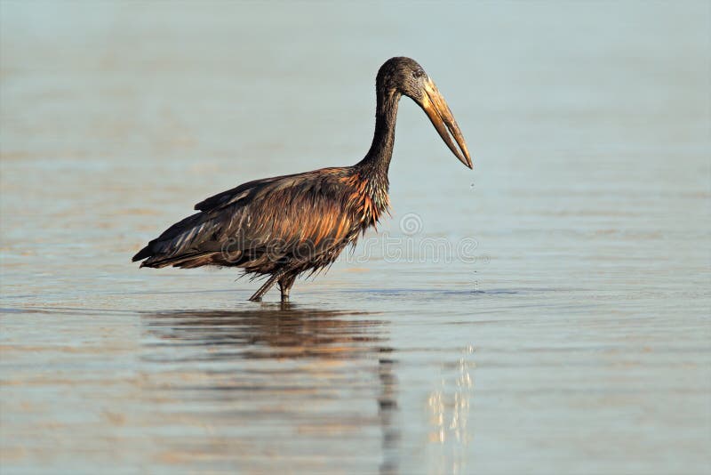 African openbill stork stock image. Image of wetland - 22853511