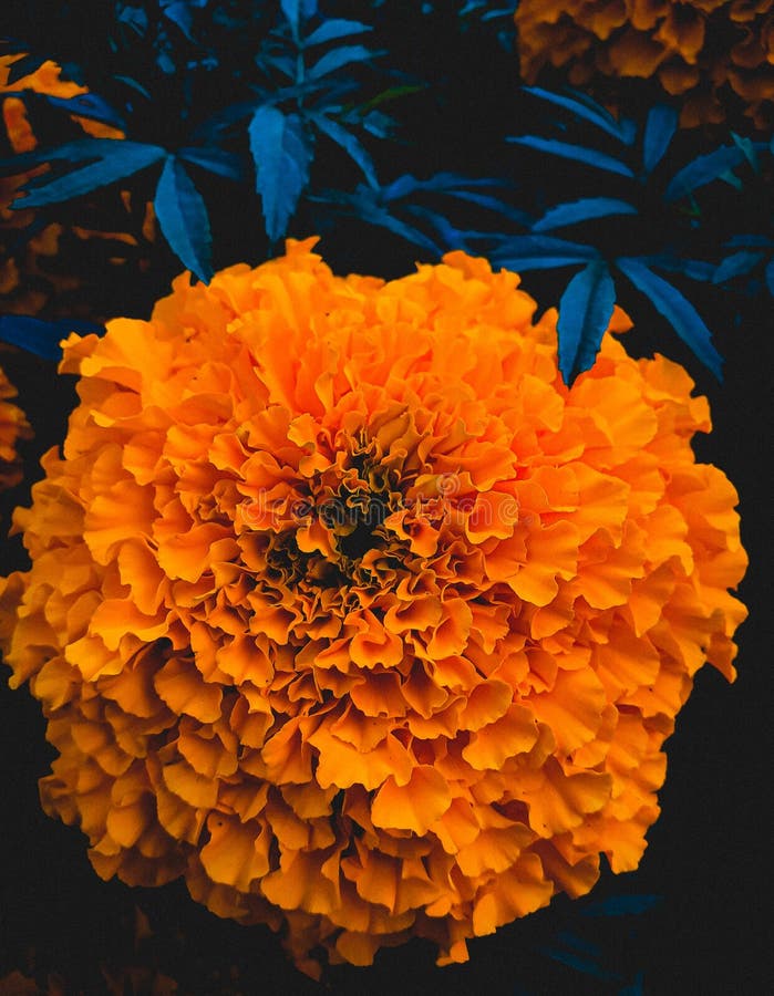 African Orange Marigold Flower Scientific Name- Tagetes Erecta L Stock ...