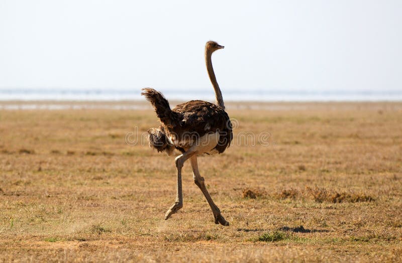 Smaler Patagonia Ostrich - Darwins Rhea Stock Photo - Image of country ...