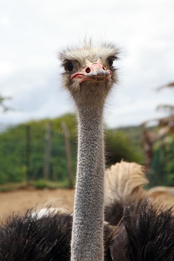 African ostrich stock image. Image of nature, closeup - 192199173