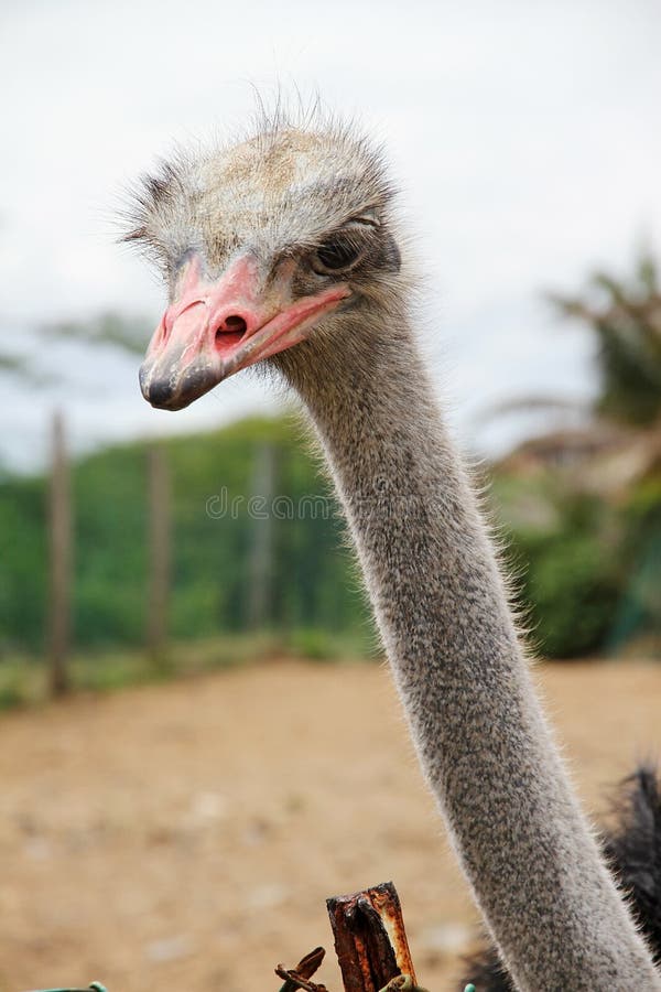 African ostrich stock photo. Image of country, curious - 192199182
