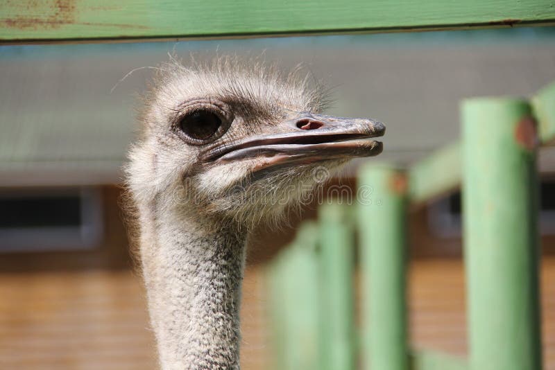 African ostrich four stock image. Image of africa, rural - 150461439