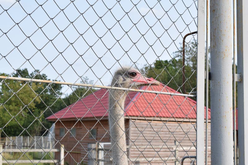 Ostrich Head through a Net in a Zoo Stock Image - Image of africa ...