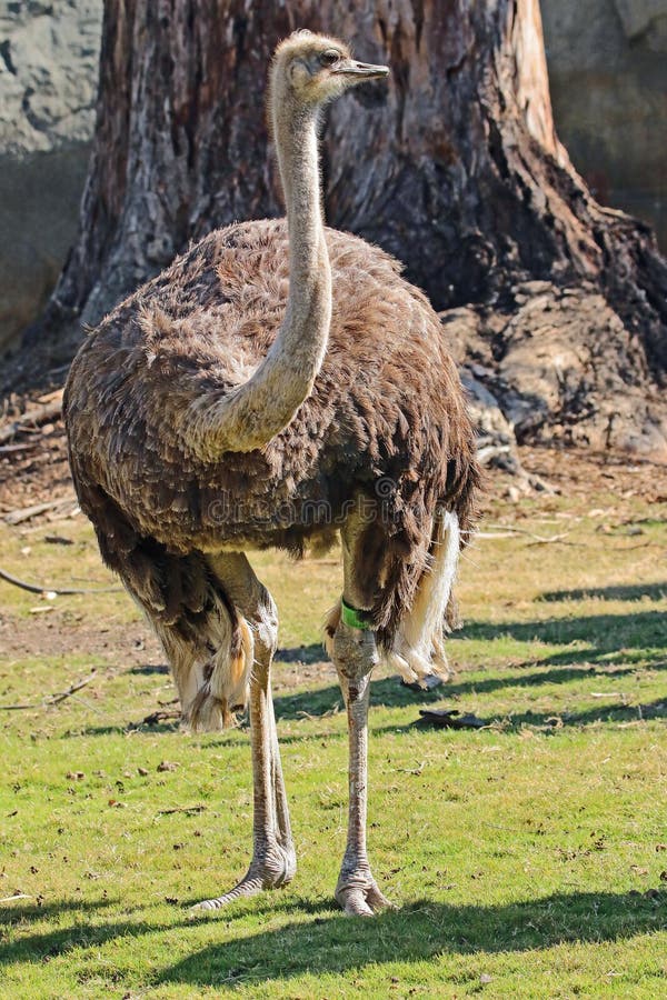 African Ostrich stock photo. Image of meat, look, ostrich - 70764200