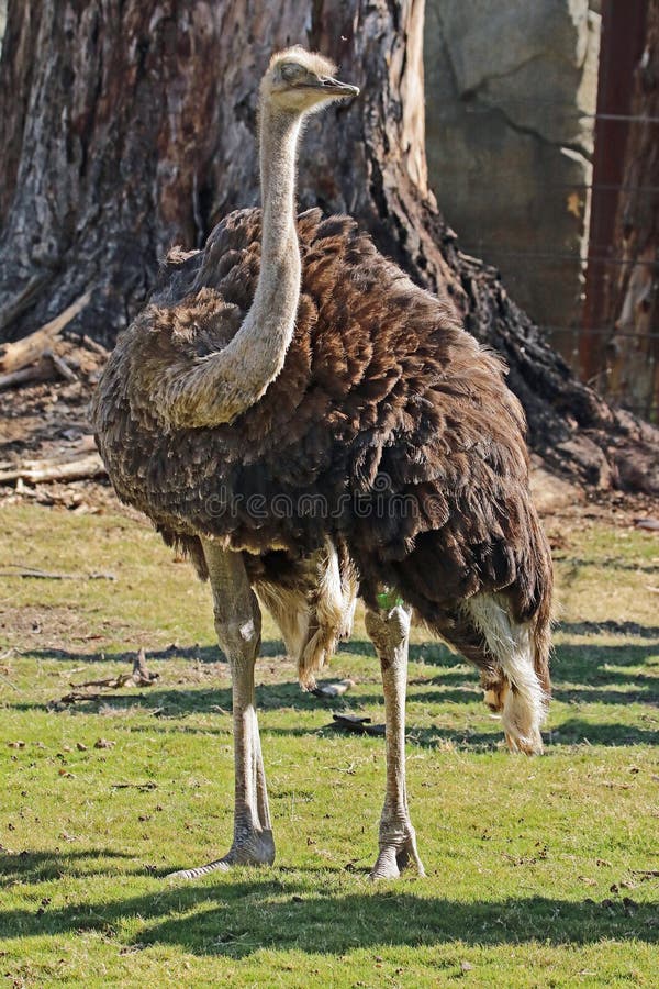African Ostrich stock image. Image of fast, long, alert - 70764375