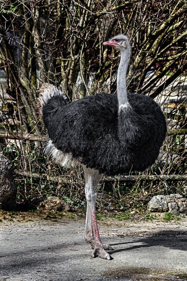 African Ostrich Walking in Its Eclosure 8 Stock Image - Image of view ...