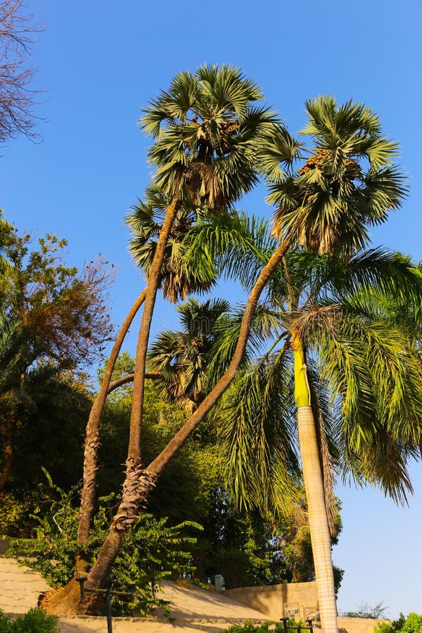 African palm stock photo. Image of nature, african, egyptian - 105155740