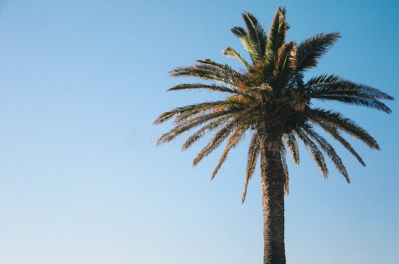 African Palm stock photo. Image of blue, south, tree - 87614360