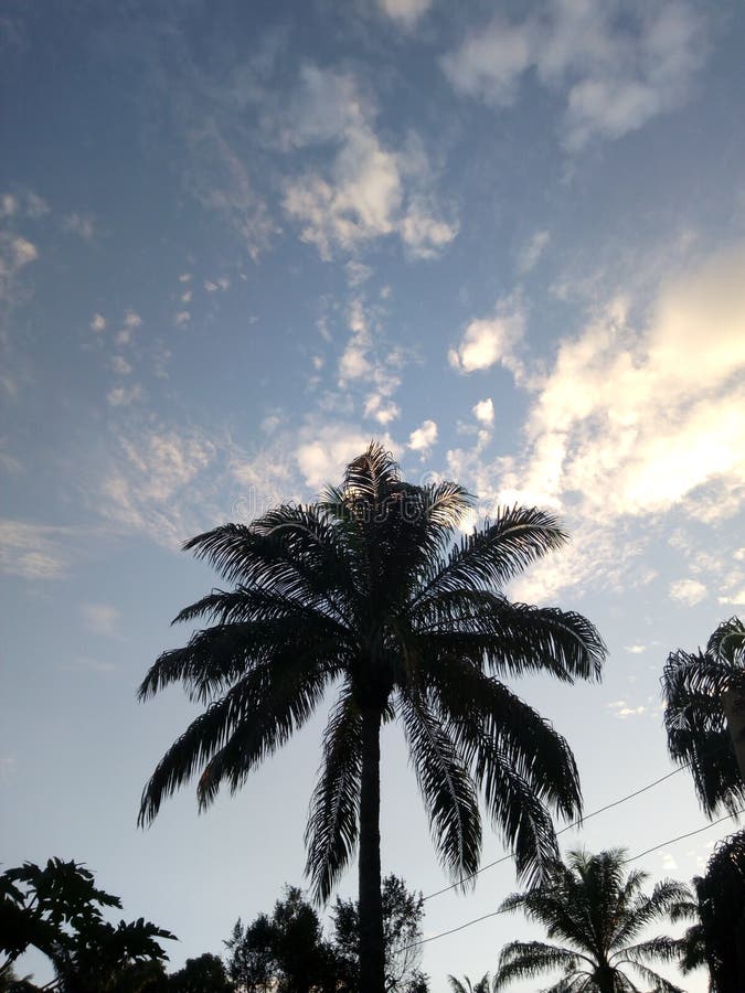 African Oil Palm Elaeis Guineensis. Stock Image - Image of orange ...