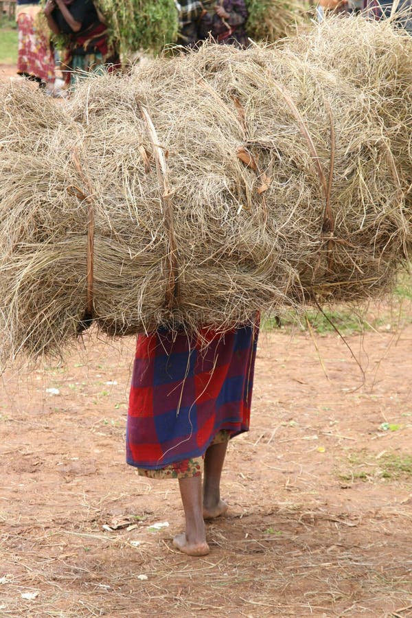 African Peasant Carrying Hay Stock Image - Image of plant, green: 7126413
