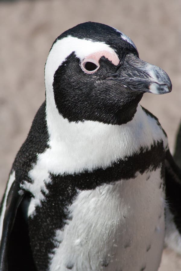 African pengiun stock image. Image of demersus, protected - 18414989