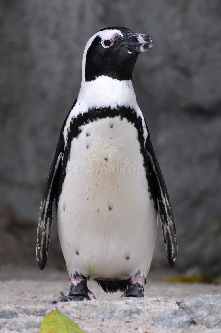 228 Cute Penguin Breeds Stock Photos - Free & Royalty-Free Stock Photos ...