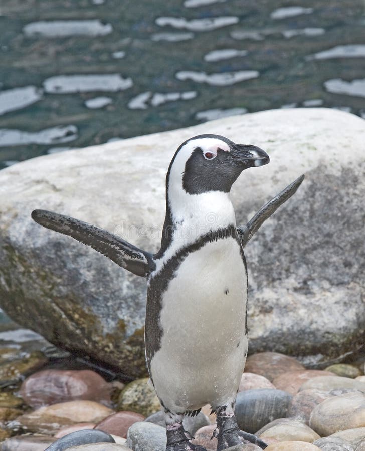 675 Sitting Penguin Photos - Free & Royalty-Free Stock Photos from ...