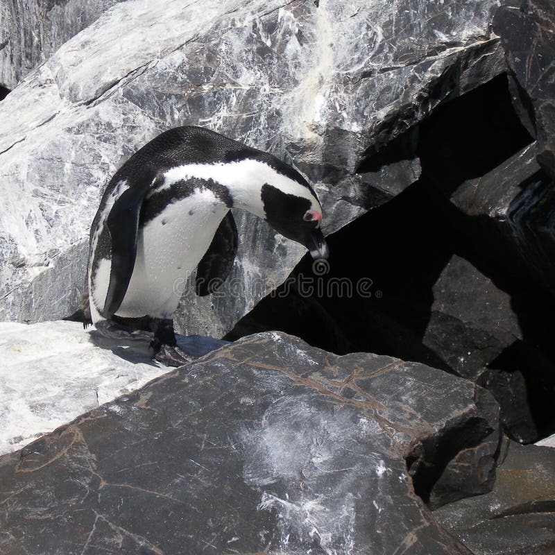 African Penguin stock photo. Image of pink, peep, marine - 17547936