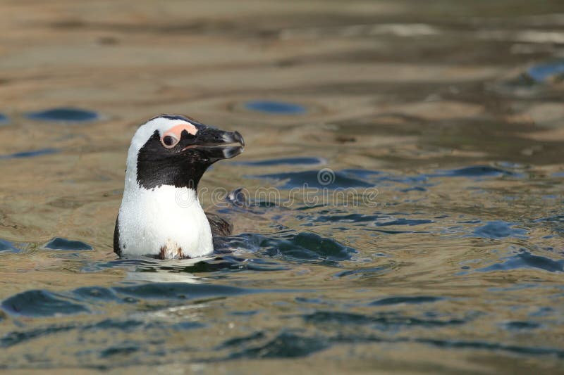 638 Penguin Floating Stock Photos - Free & Royalty-Free Stock Photos ...