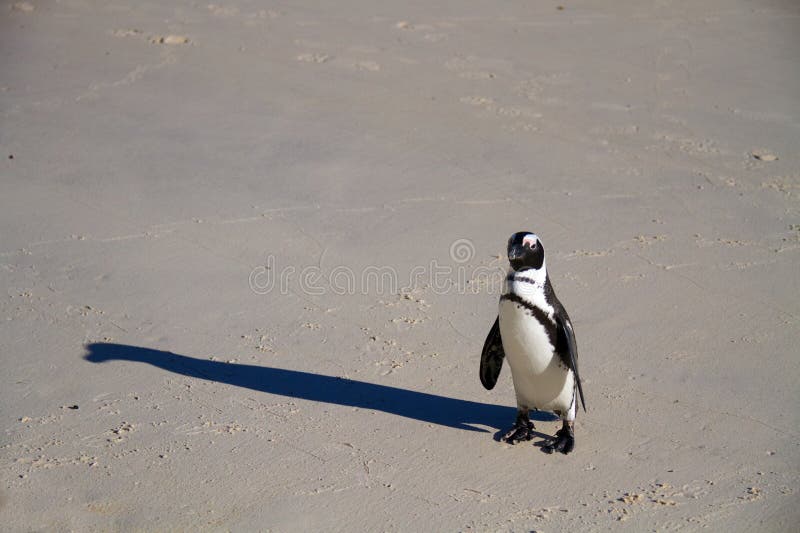 Penguin’s beach stock photo. Image of coastal, group, beach - 4790254