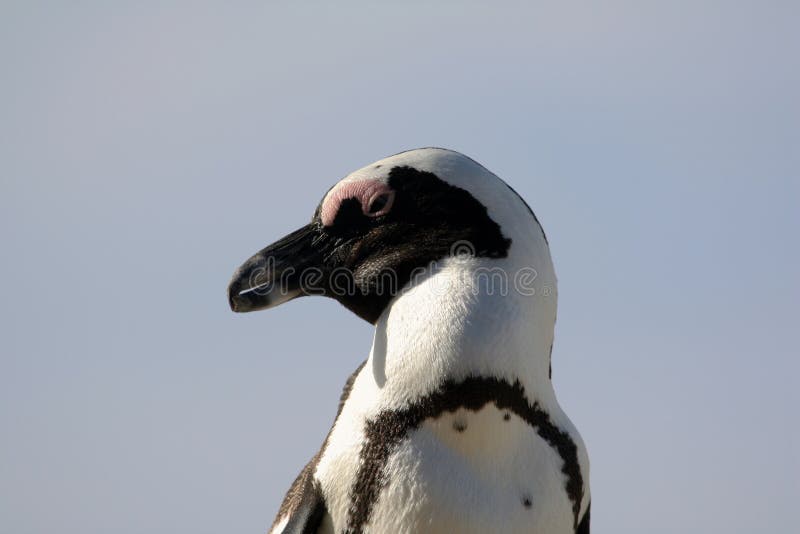 The African Penguin. Flightless Bird from South Africa Stock Photo ...