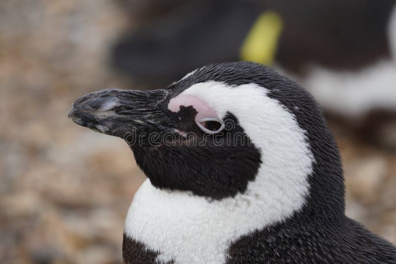 African Penguin Looking Out Stock Photo - Image of sphenisciformes ...