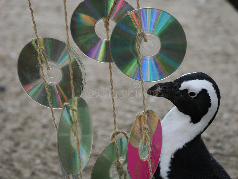 Penguin Observes Stock Photos - Free & Royalty-Free Stock Photos from ...