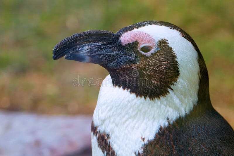 1,087 Profile Penguin Stock Photos - Free & Royalty-Free Stock Photos ...