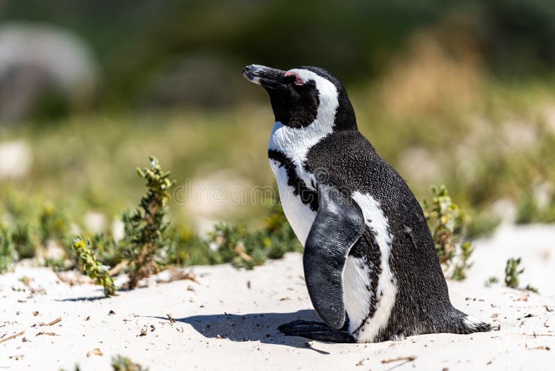 African Penguin in the Sand Stock Image - Image of standing, marine ...