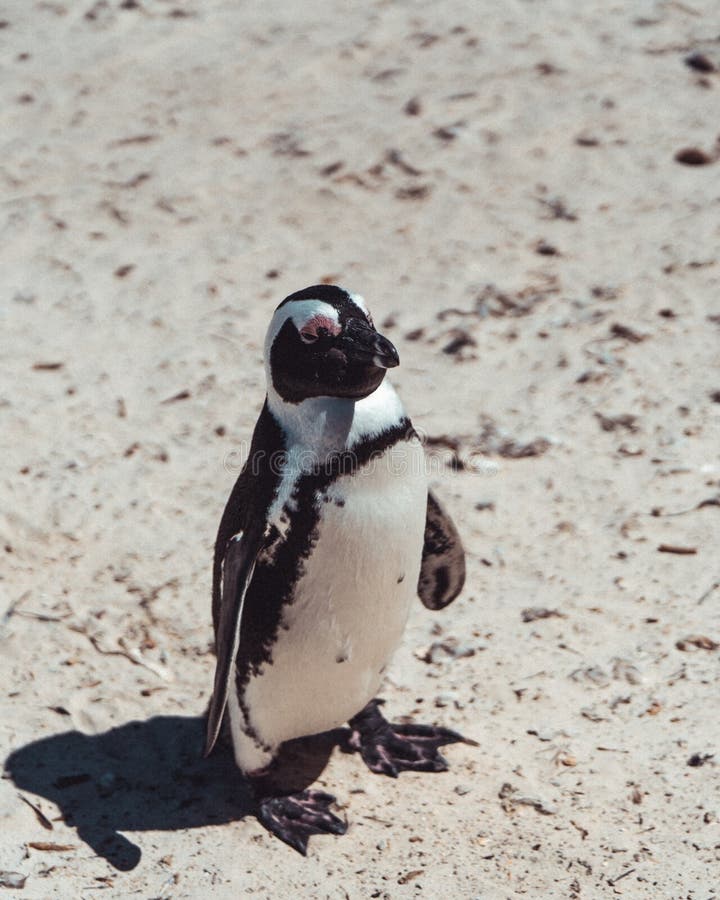 African Penguin in the Sand Stock Photo - Image of standing, wild ...