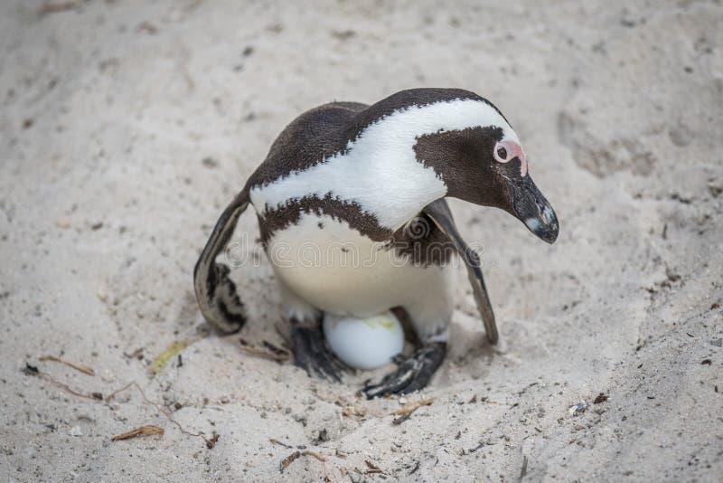 867 Penguin Sitting Stock Photos - Free & Royalty-Free Stock Photos ...