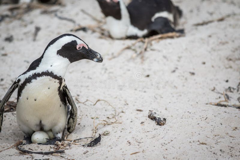African Penguin Sitting on an Egg Stock Photo - Image of aquatic ...