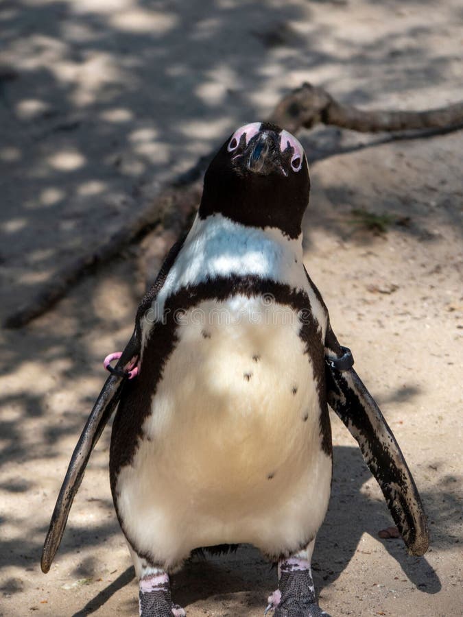 African Penguin (Spheniscus Demersus) in a Zoo Stock Image - Image of ...