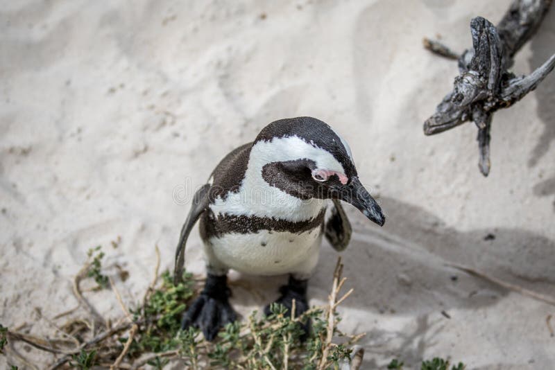 African Penguin Standing in the Sand Stock Image - Image of colony ...