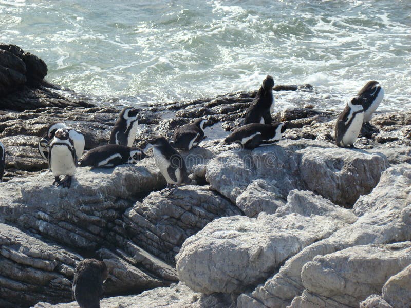 African Penguin in Their Habitat Stock Image - Image of wildlife ...
