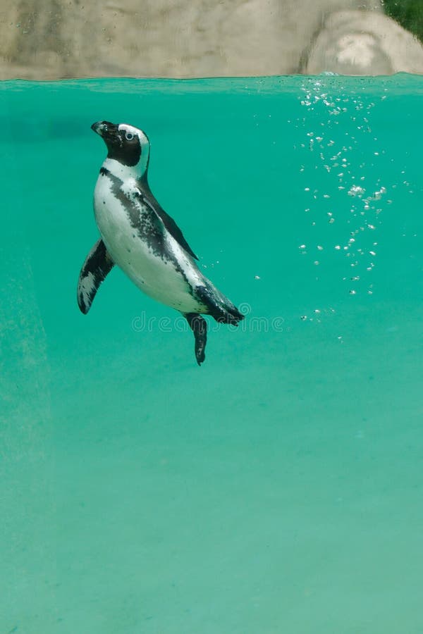 African Penguins Swimming