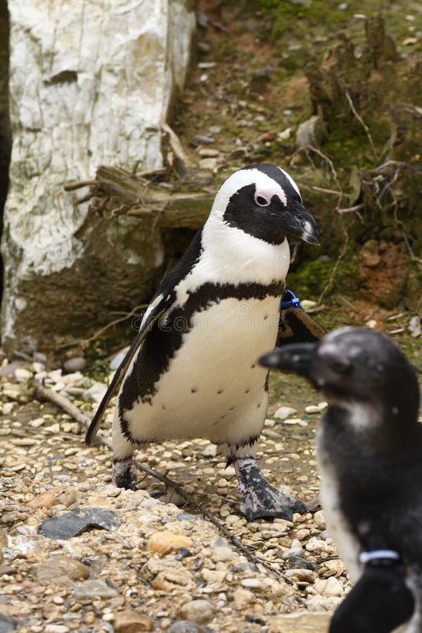 African penguin in a zoo stock photo. Image of fish - 143926592