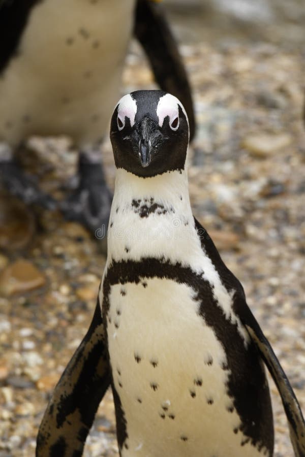 African penguin in a zoo stock photo. Image of feet - 143926644